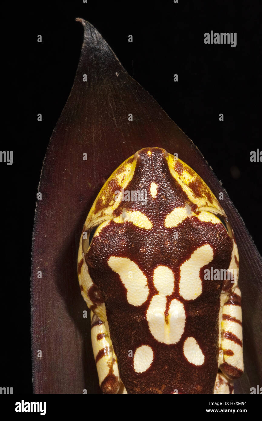 Chachi Tree Frog (Hypsiboas picturatus) showing skin pattern on back ...