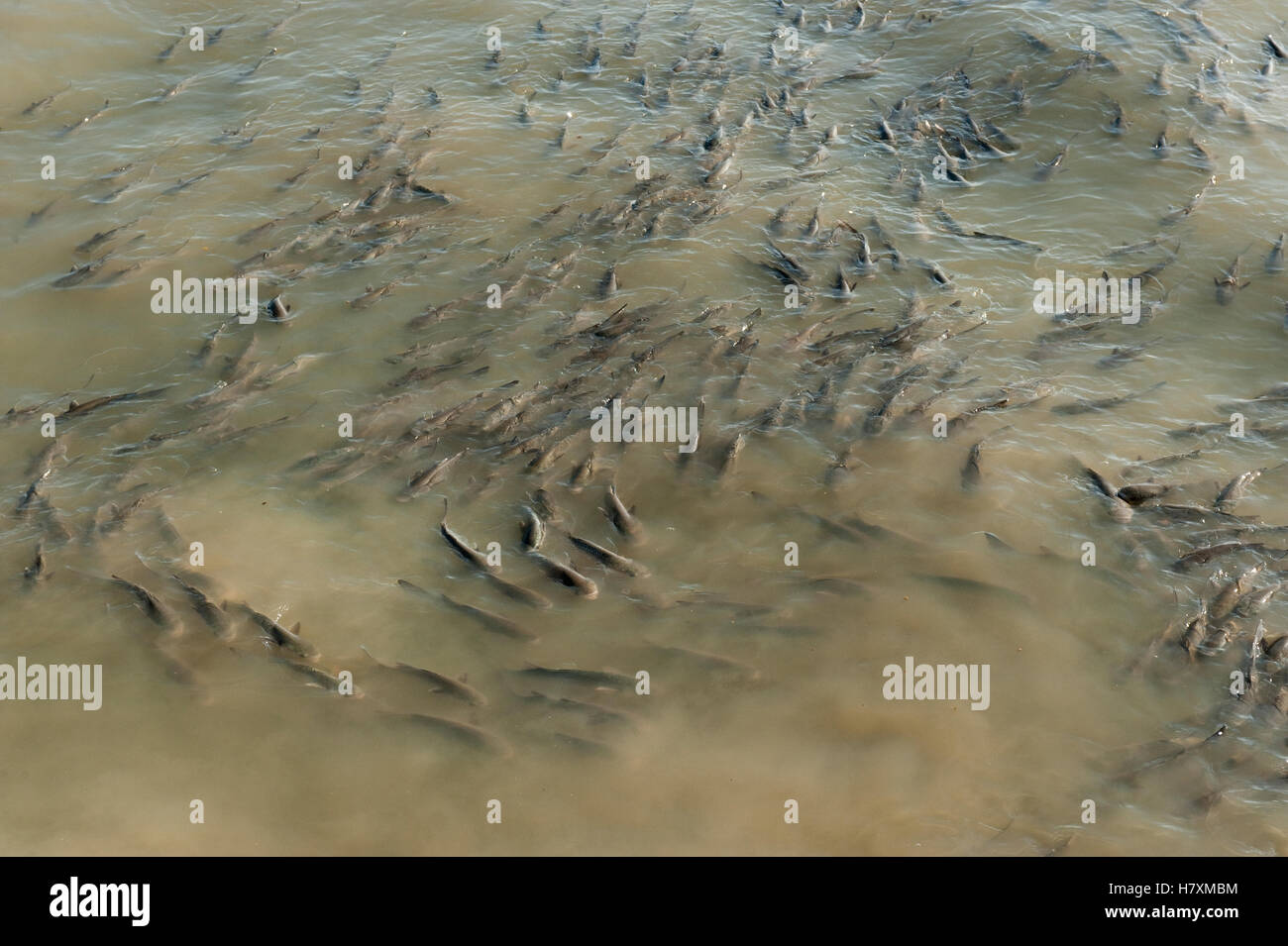 Mullet (Mugilidae) school feeding in sewage outlet, Lisbon, Portugal ...