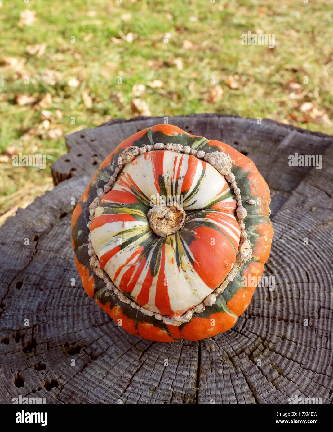Striped Turks turban squash on a rough tree stump, grass and dry fall ...