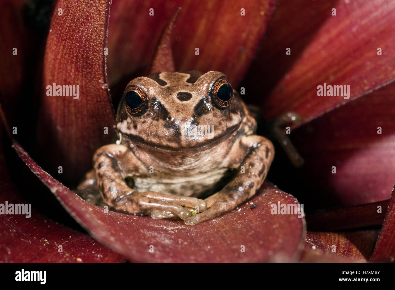 Marsupial Frog (Gastrotheca riobambae) in bromeliad, Andes, Ecuador ...