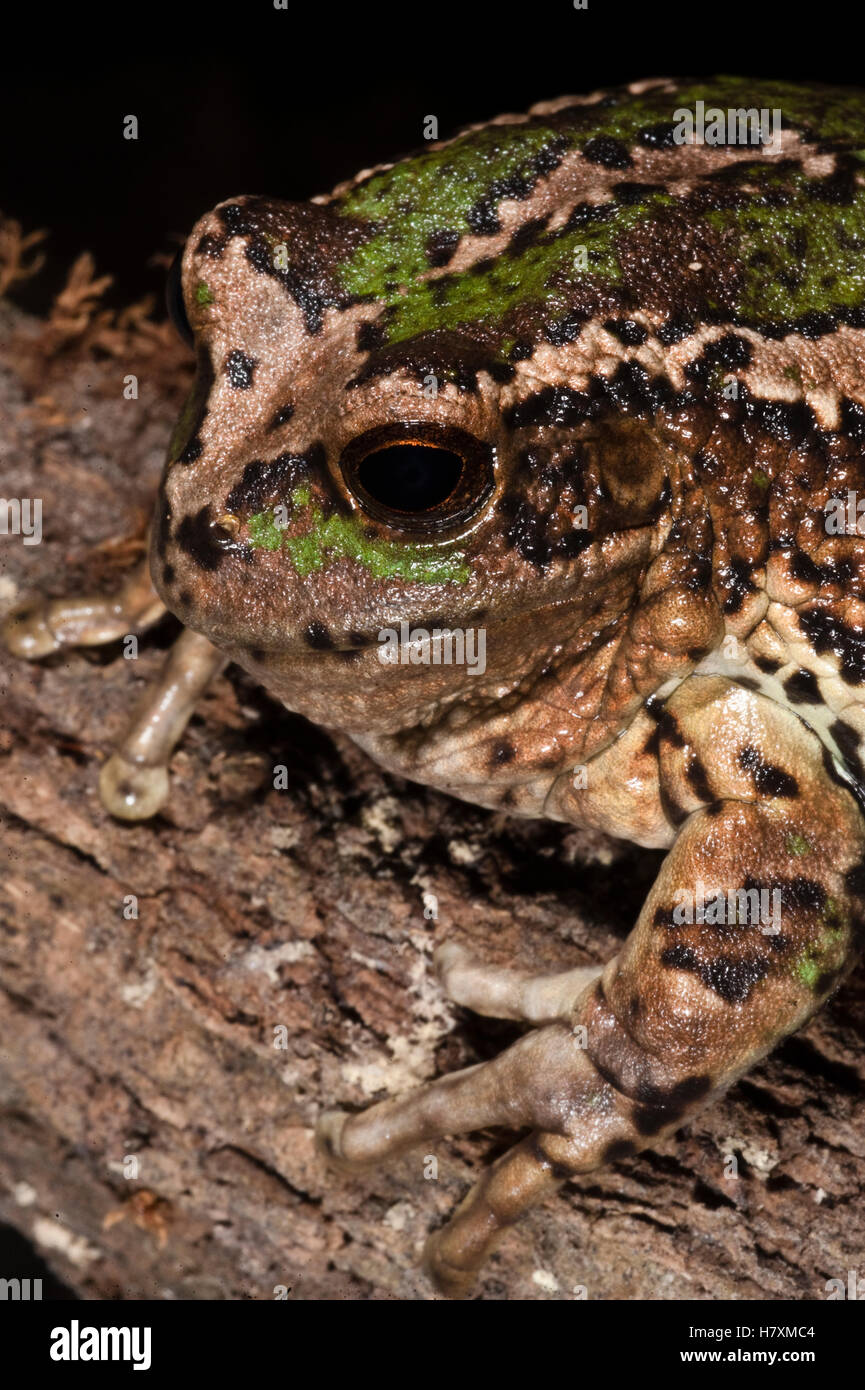 Marsupial Frog (Gastrotheca riobambae), Andes, Ecuador Stock Photo - Alamy