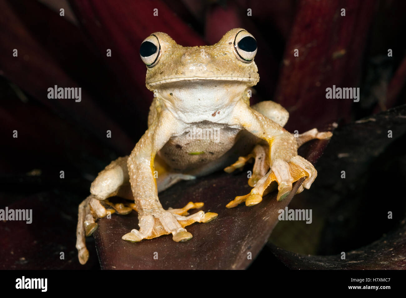 Rosenberg's Gladiator Tree Frog (Hypsiboas rosenbergi), northwest ...