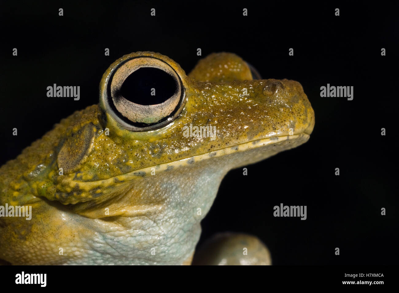 Rosenberg's Gladiator Tree Frog (Hypsiboas rosenbergi), northwest ...