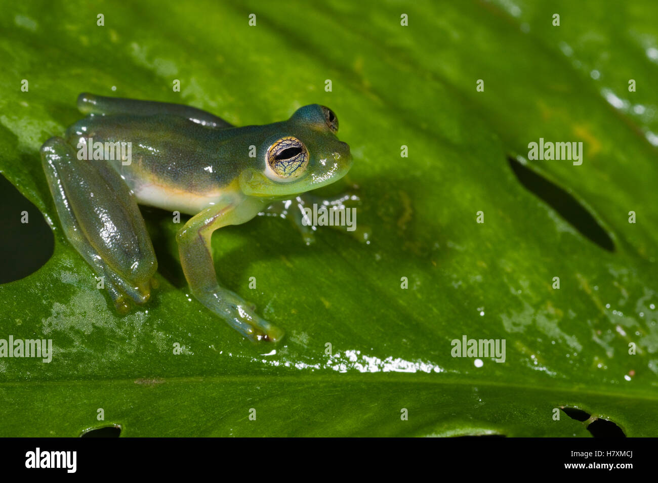 Leaf Frog (Cochranella spinosa), northwest Ecuador Stock Photo - Alamy