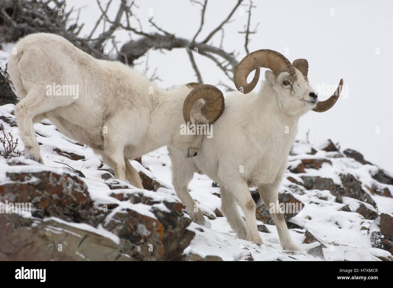 Dall's Sheep (Ovis dalli) rams play-fighting, Alaska Stock Photo - Alamy