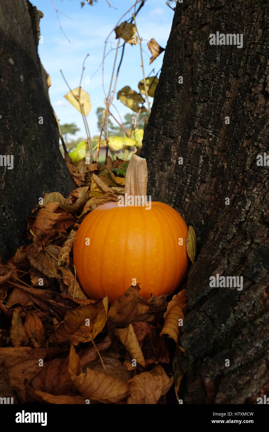 Ripe pumpkin in brown fall leaves against a tree trunk, with blue sky ...