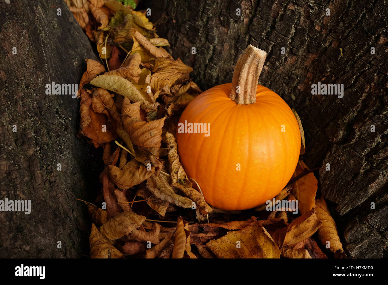 Orange pumpkin nestled in dry autumn leaves against a rough tree trunk ...