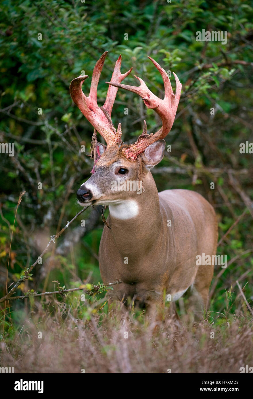 White-tailed Deer (Odocoileus virginianus) buck shedding velvet, North ...