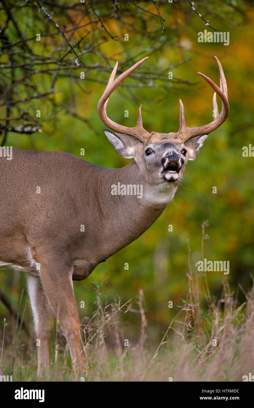 White-tailed Deer (Odocoileus virginianus) buck flehming, North America ...