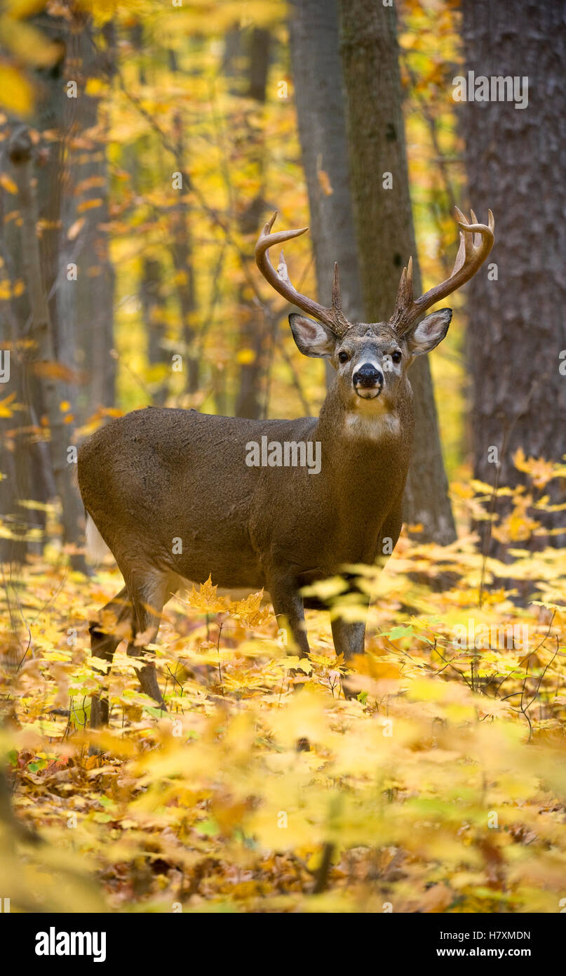 White-tailed Deer (Odocoileus virginianus) buck in deciduous forest in autumn, North America ...
