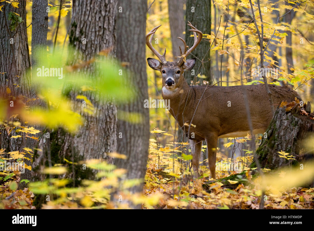 White-tailed Deer (Odocoileus virginianus) buck in deciduous forest in ...