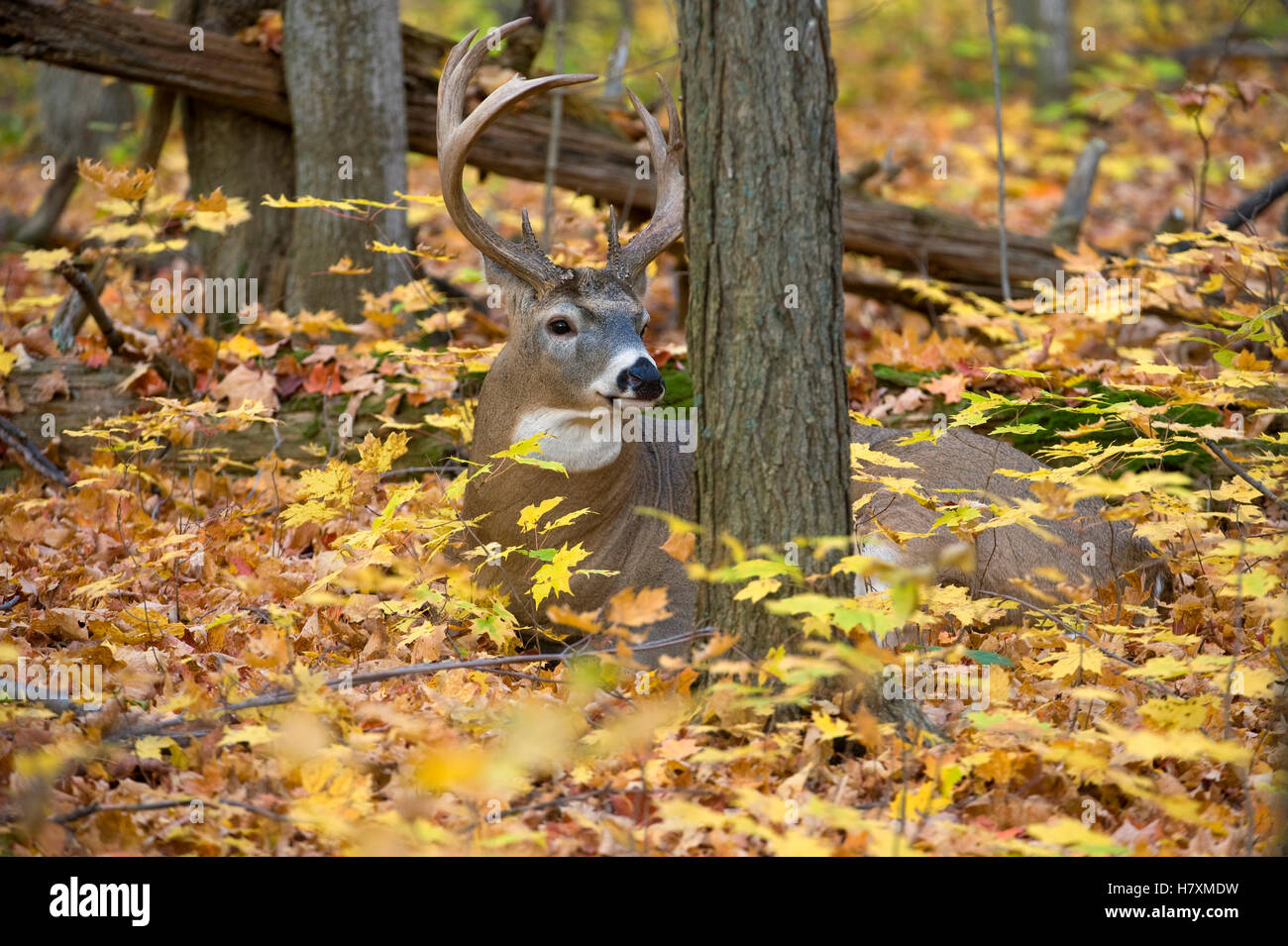 White-tailed Deer (Odocoileus virginianus) buck bedding in deciduous ...