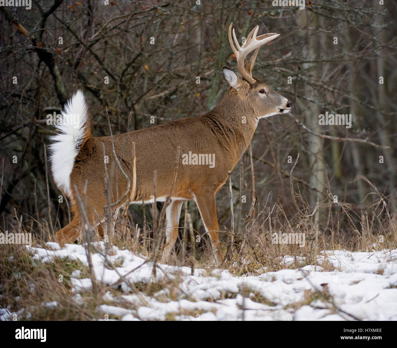 White-tailed Deer (Odocoileus virginianus) buck in alert position ...