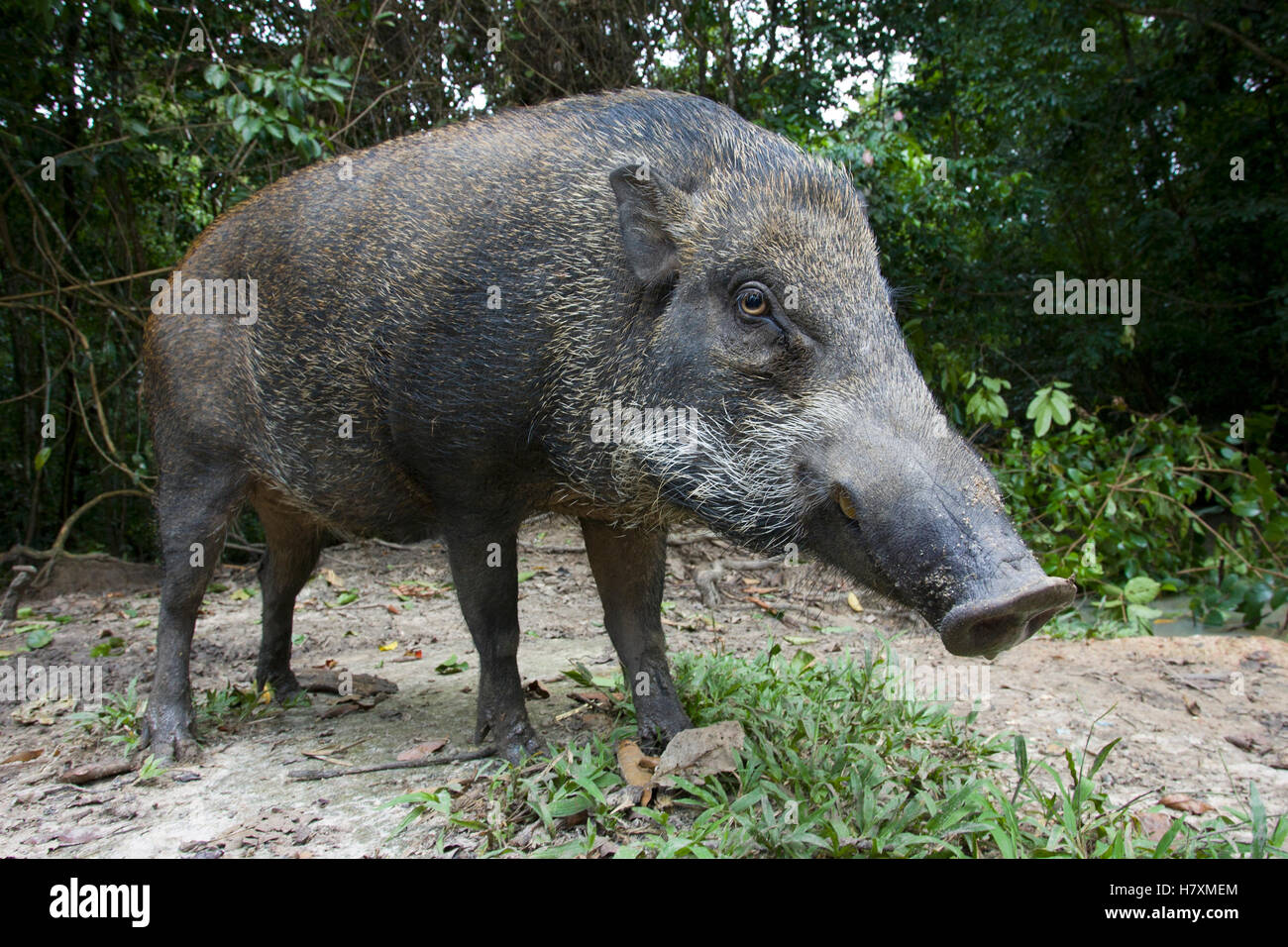 Wild Boar (Sus scrofa), Way Kambas National Park, Sumatra, Indonesia ...