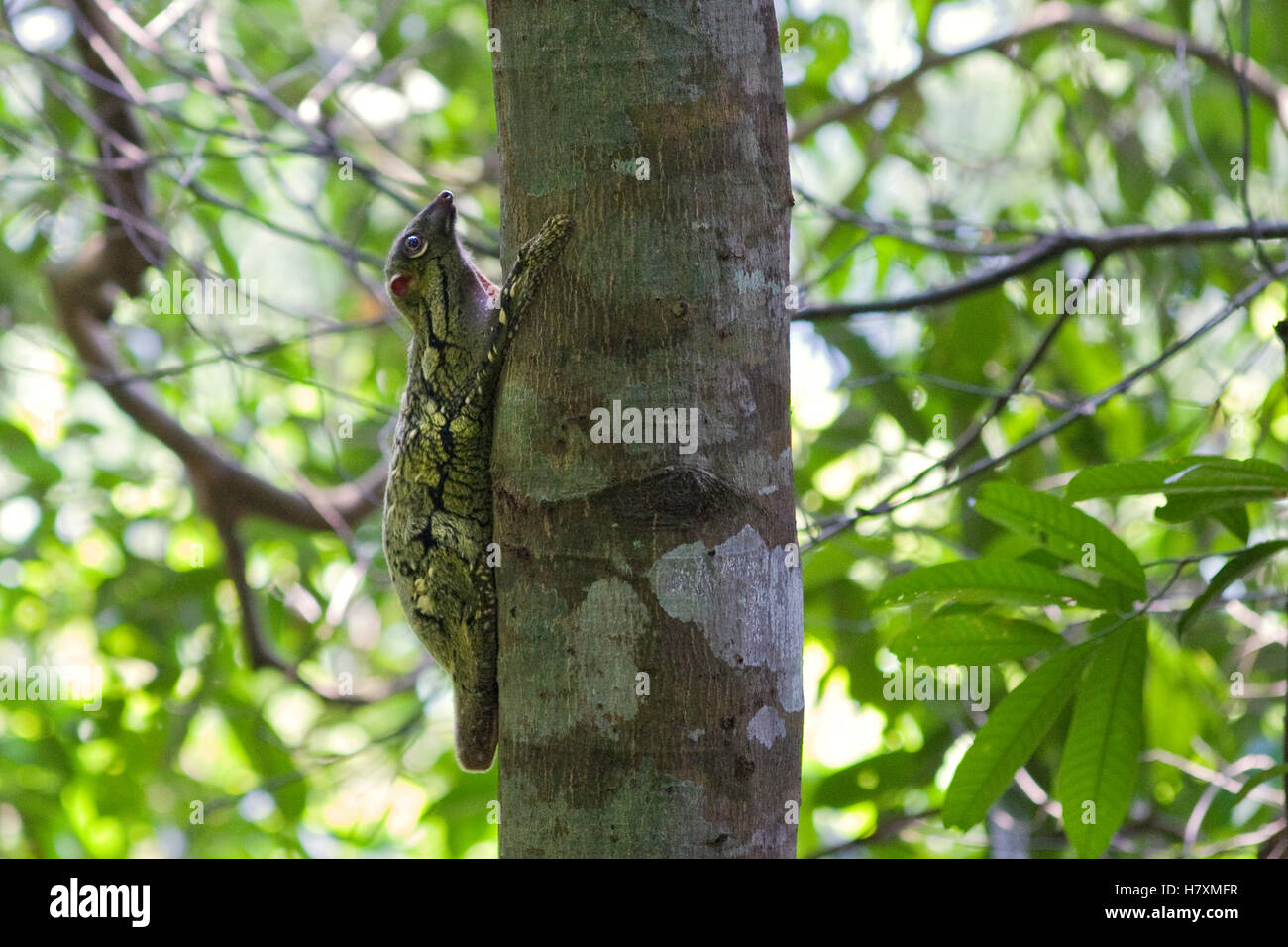 Sunda Flying Lemur (Galeopterus variegatus) on tree trunk, northern ...