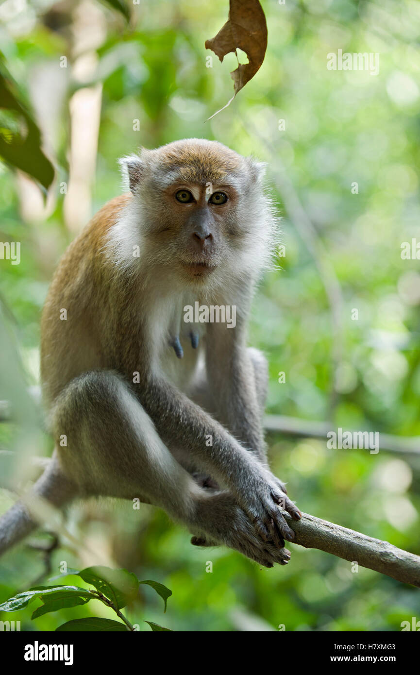 Long-tailed Macaque (Macaca fascicularis) female, northern Sumatra ...
