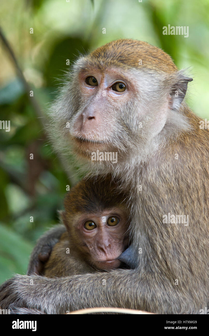 Long-tailed Macaque (Macaca fascicularis) mother with nursing young ...