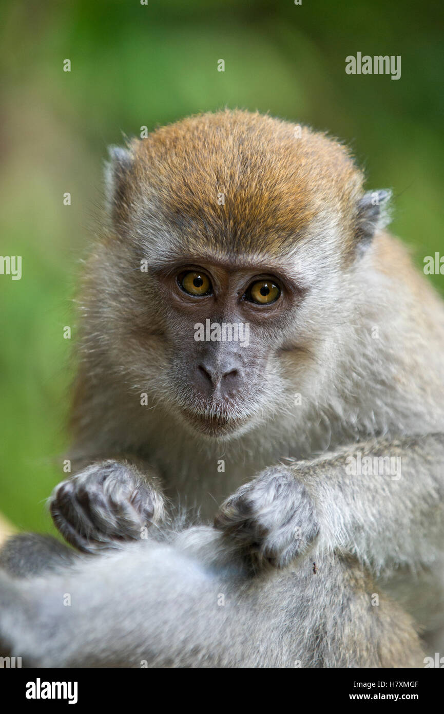Long-tailed Macaque (Macaca fascicularis) young grooming, northern ...