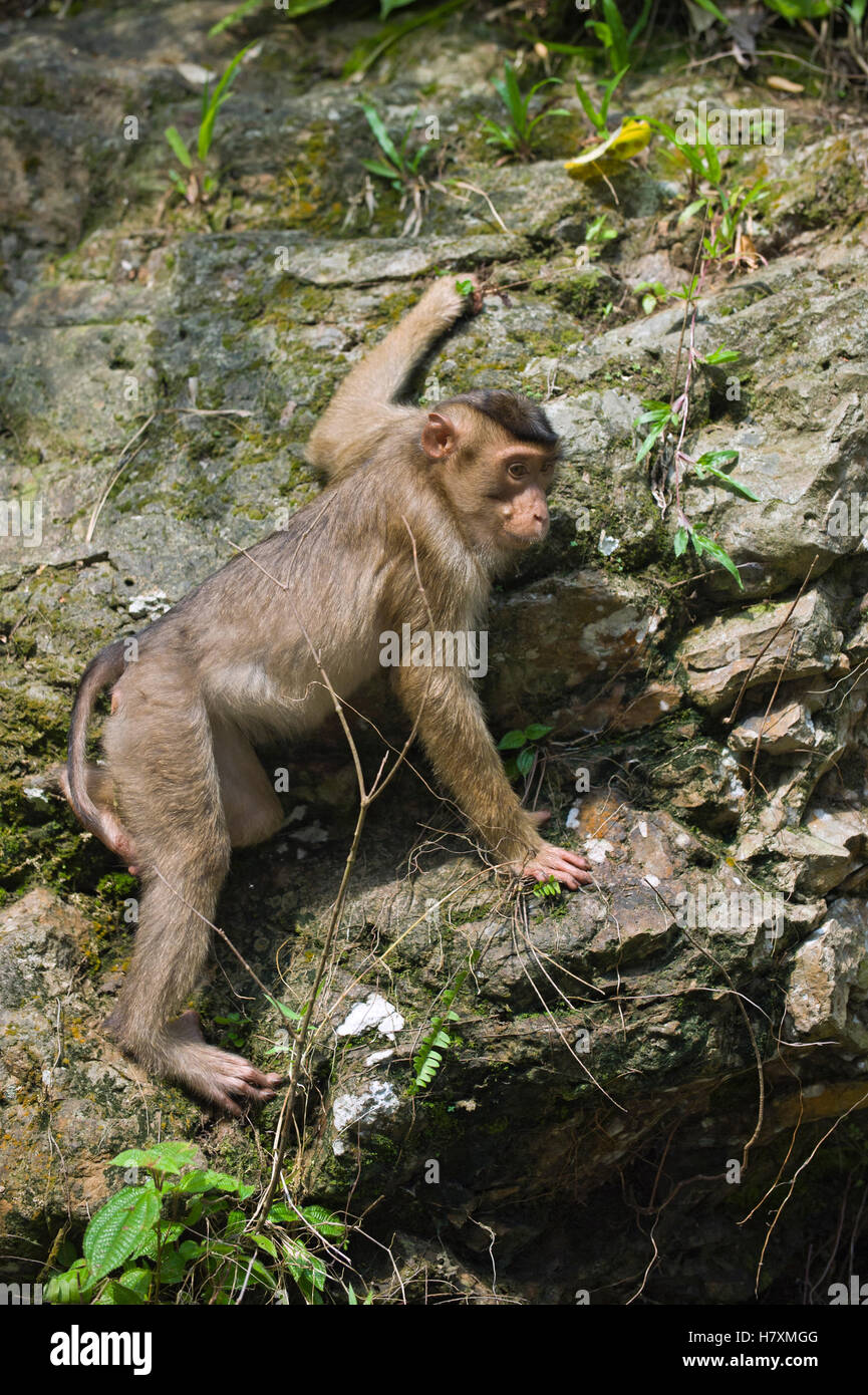 Pig-tailed Macaque (Macaca nemestrina) climbing up rocky cliff ...
