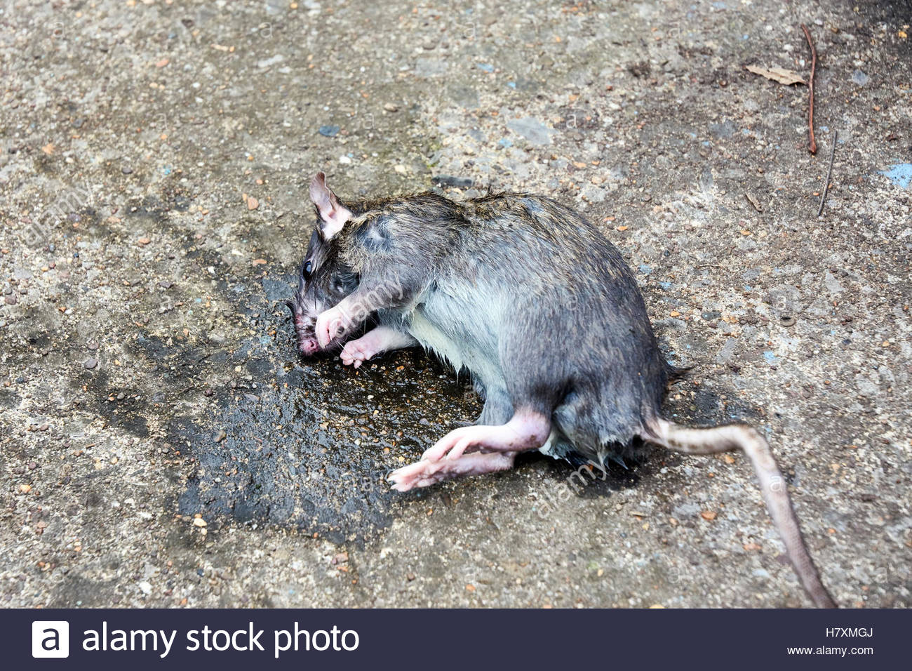 Norway Rat High Resolution Stock Photography and Images - Alamy