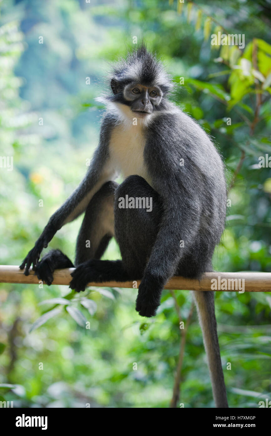 North Sumatran Leaf Monkey (Presbytis thomasi), northern Sumatra ...