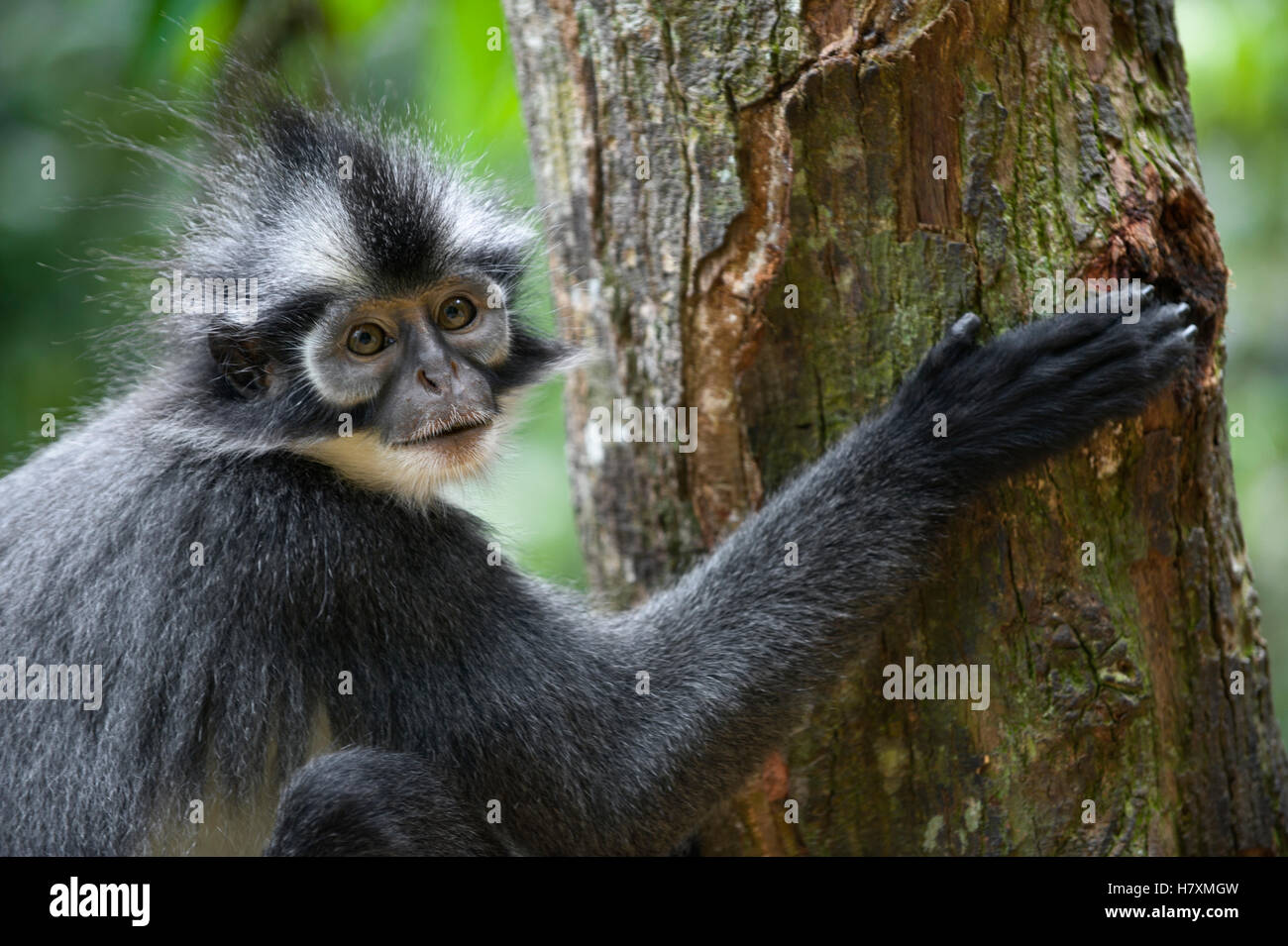 North Sumatran Leaf Monkey (Presbytis thomasi), northern Sumatra ...