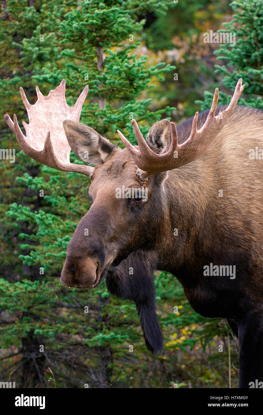 Alaska Moose (Alces alces gigas) bull, Alaska Stock Photo - Alamy