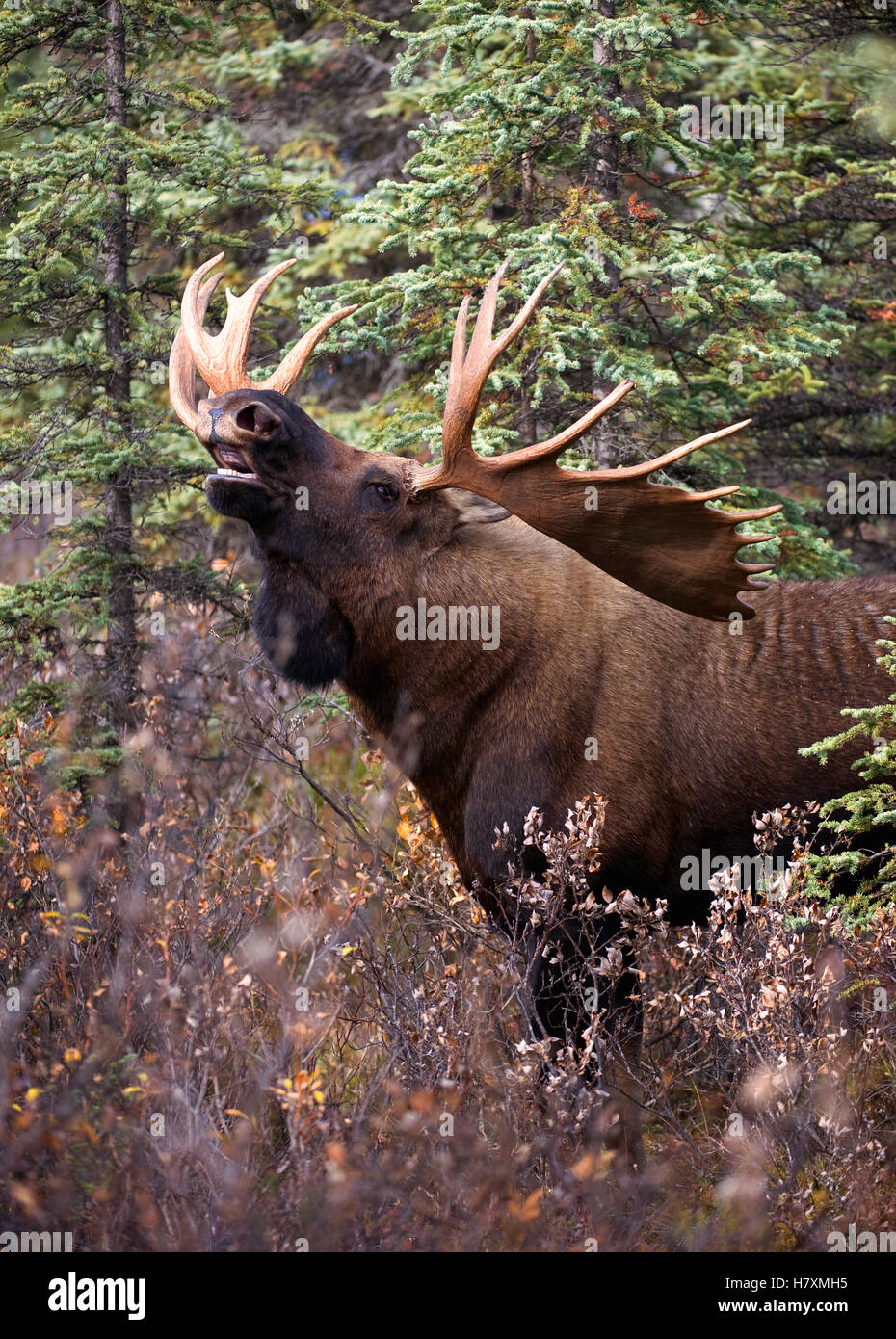 Alaska Moose (Alces alces gigas) bull flehming, Alaska Stock Photo - Alamy
