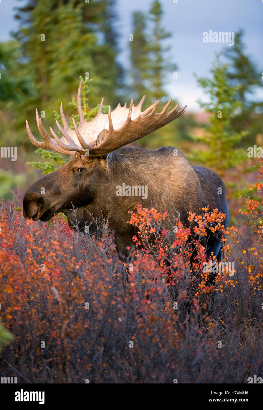 Alaska Moose (Alces alces gigas) bull in tundra, Alaska Stock Photo - Alamy