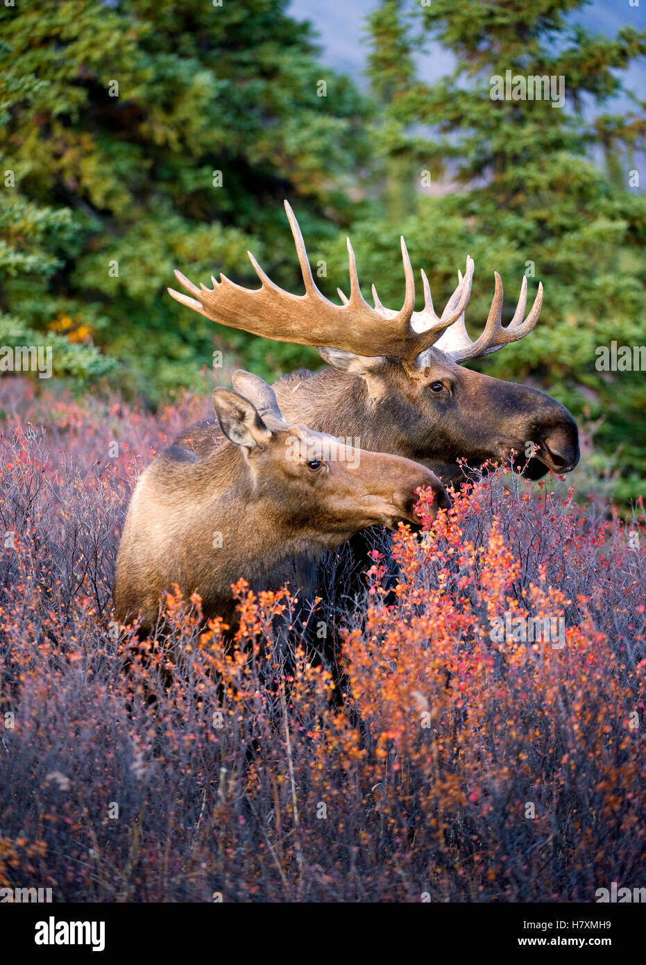 Alaska Moose (Alces alces gigas) bull and female in tundra, Alaska ...