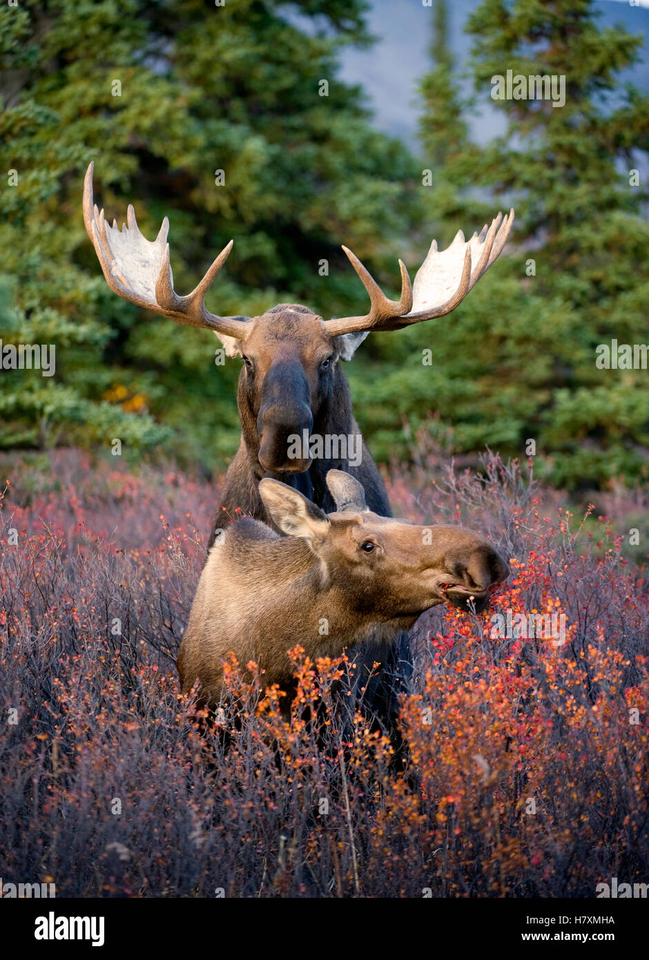 Alaska Moose (Alces alces gigas) bull and female mating in tundra ...