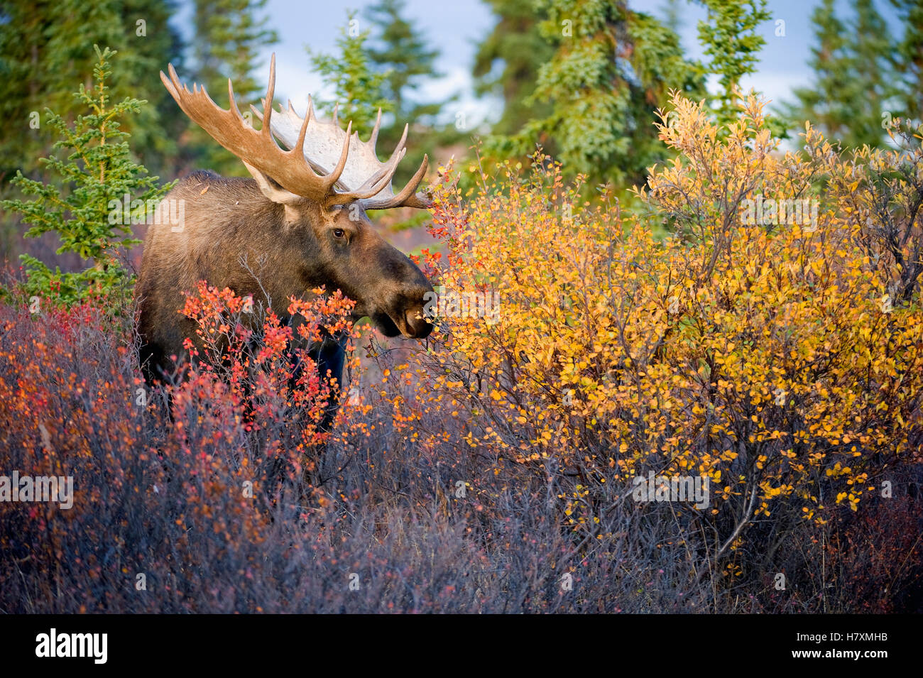 Alaska Moose (Alces alces gigas) bull in tundra, Alaska Stock Photo - Alamy