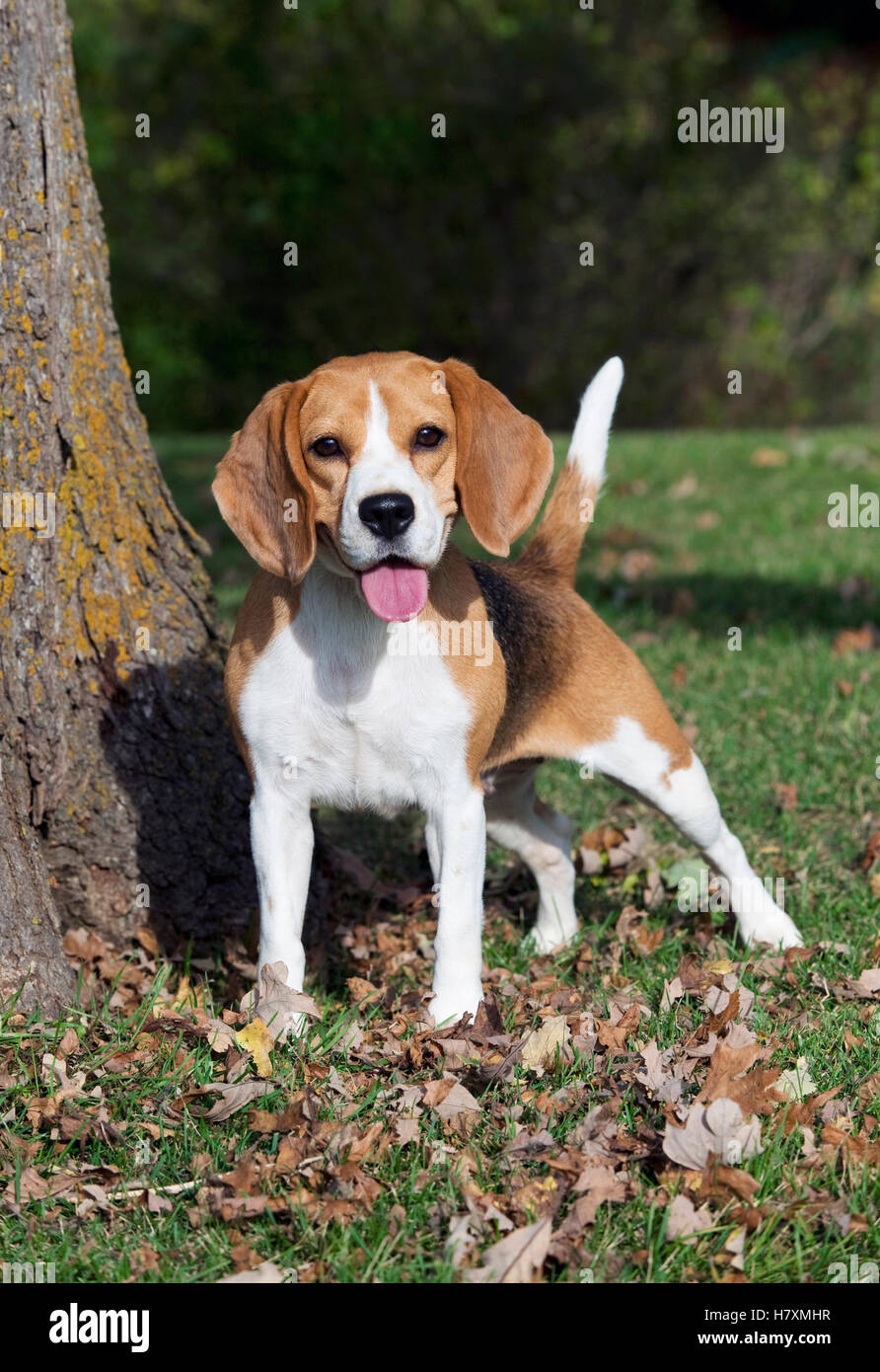 Beagle (Canis familiaris Stock Photo - Alamy