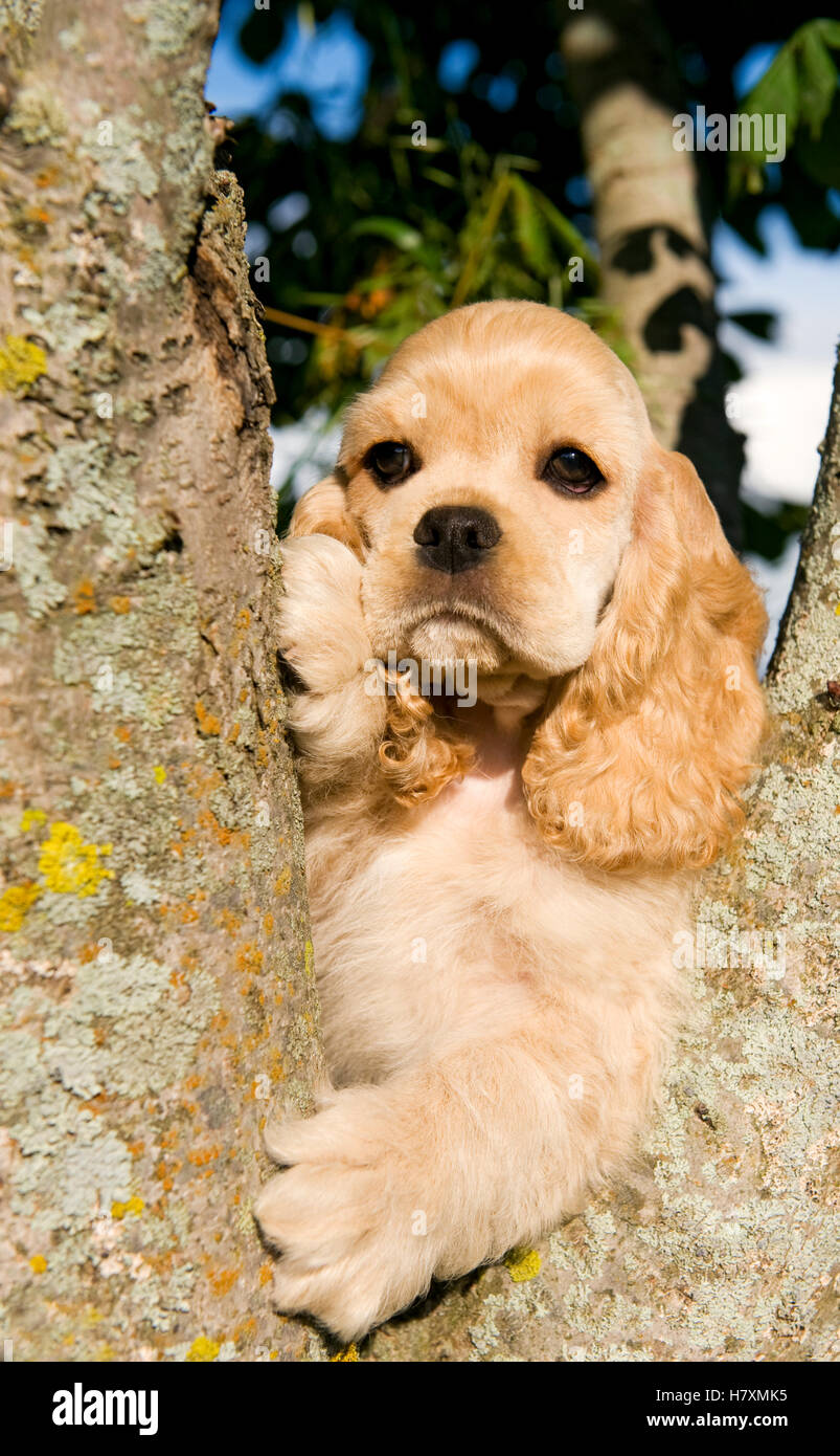 Cocker Spaniel (Canis familiaris) puppy Stock Photo - Alamy