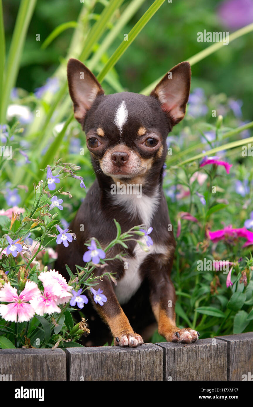 Chihuahua (Canis familiaris Stock Photo - Alamy