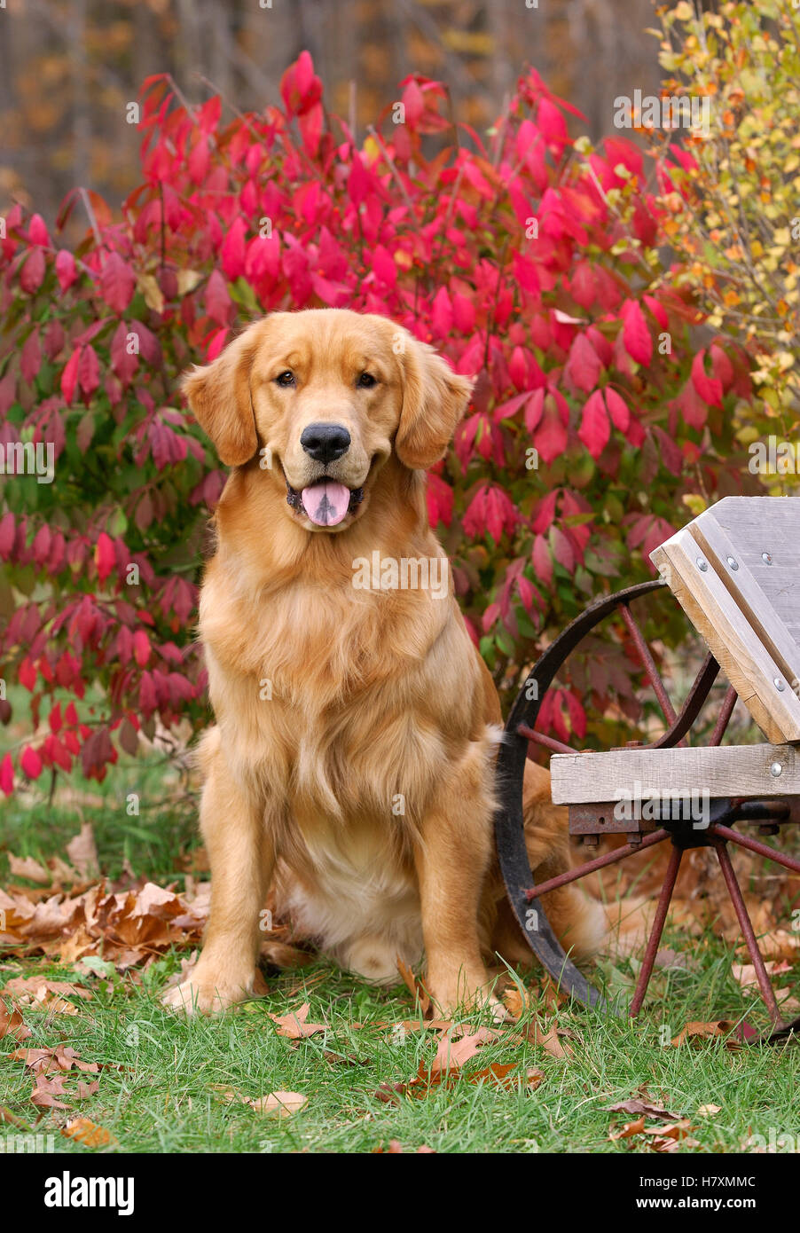 Golden Retriever (Canis familiaris Stock Photo - Alamy