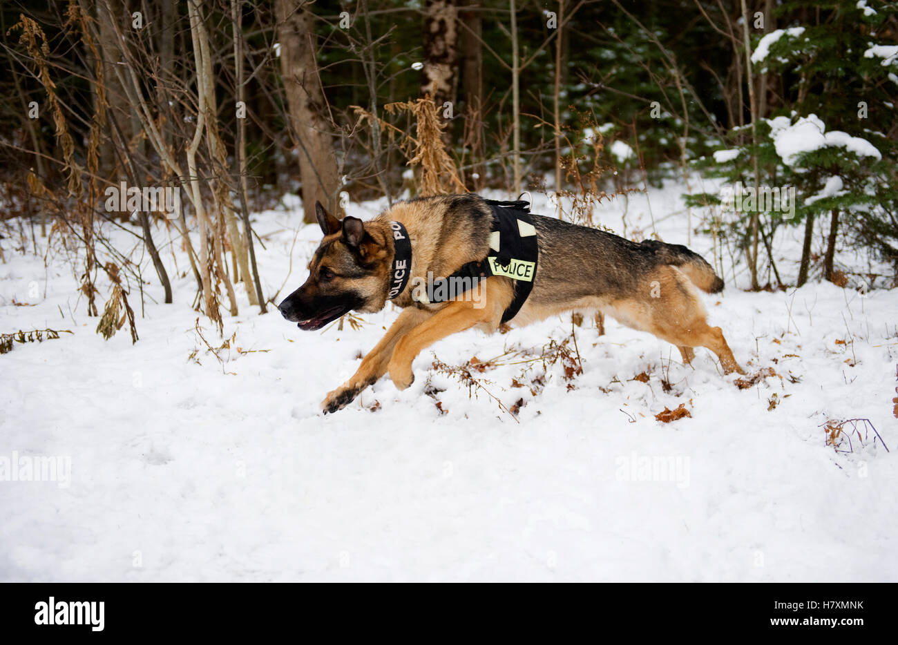 German Shepherd (Canis familiaris) police dog running in snow Stock ...