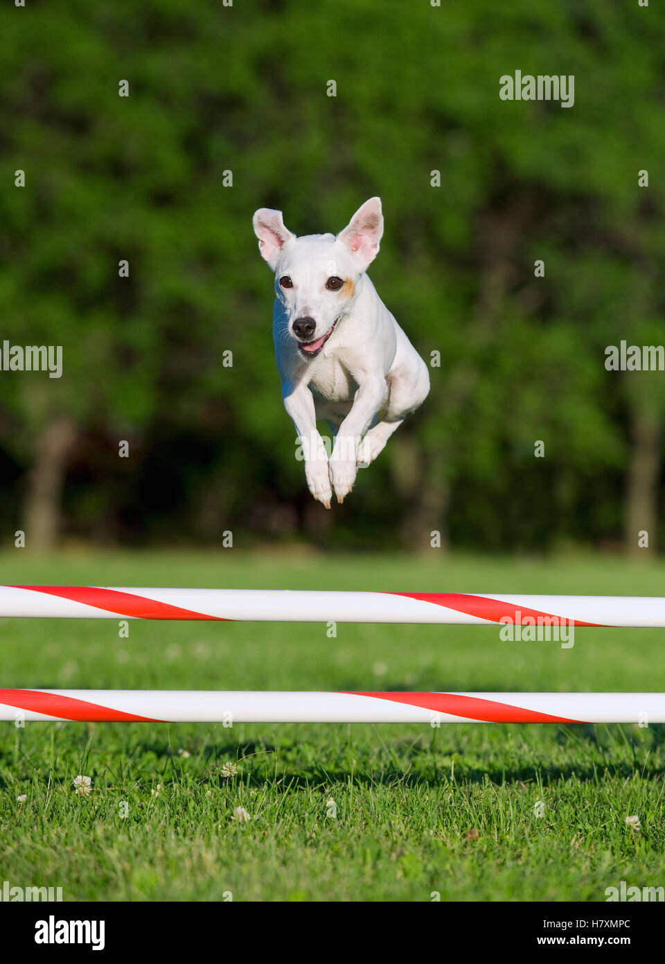 Jack Russell Terrier (Canis familiaris) jumping over obstacle Stock ...