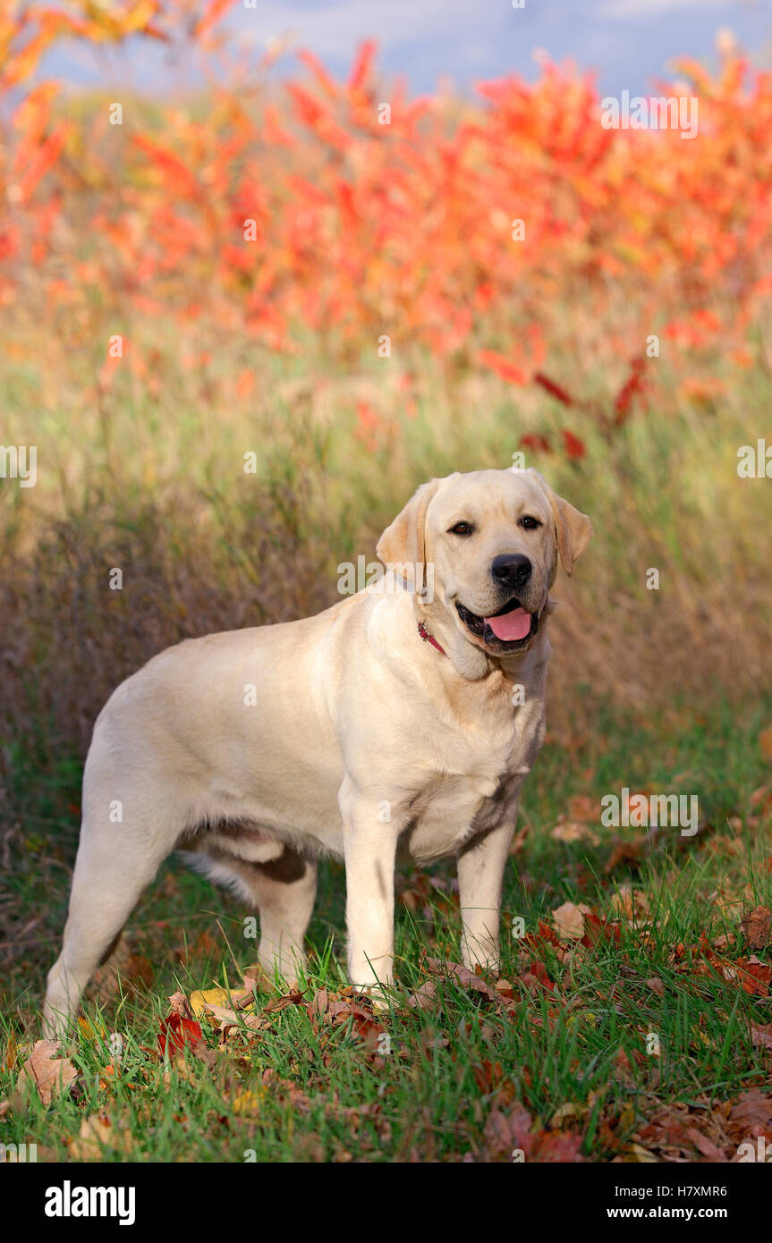 Yellow Labrador Retriever (Canis familiaris Stock Photo - Alamy