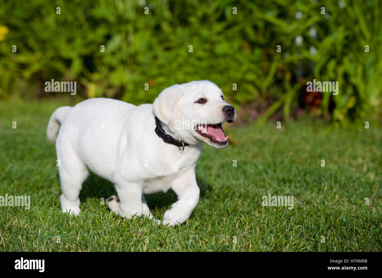 Labrador Retriever (Canis familiaris) puppy running Stock Photo - Alamy