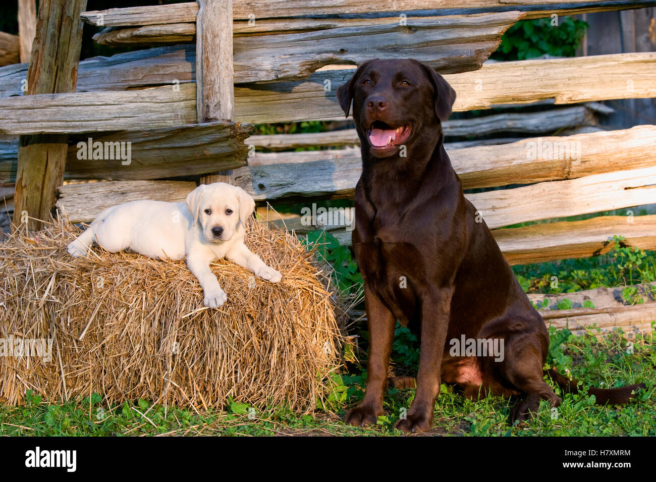 Labrador Retriever (Canis familiaris) adult and puppy Stock Photo - Alamy
