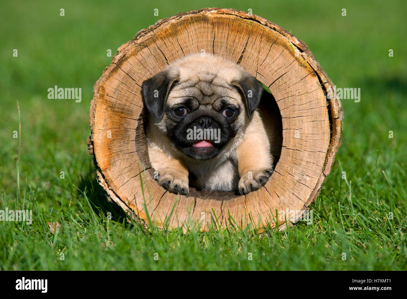 Pug (Canis familiaris) puppy in log Stock Photo - Alamy