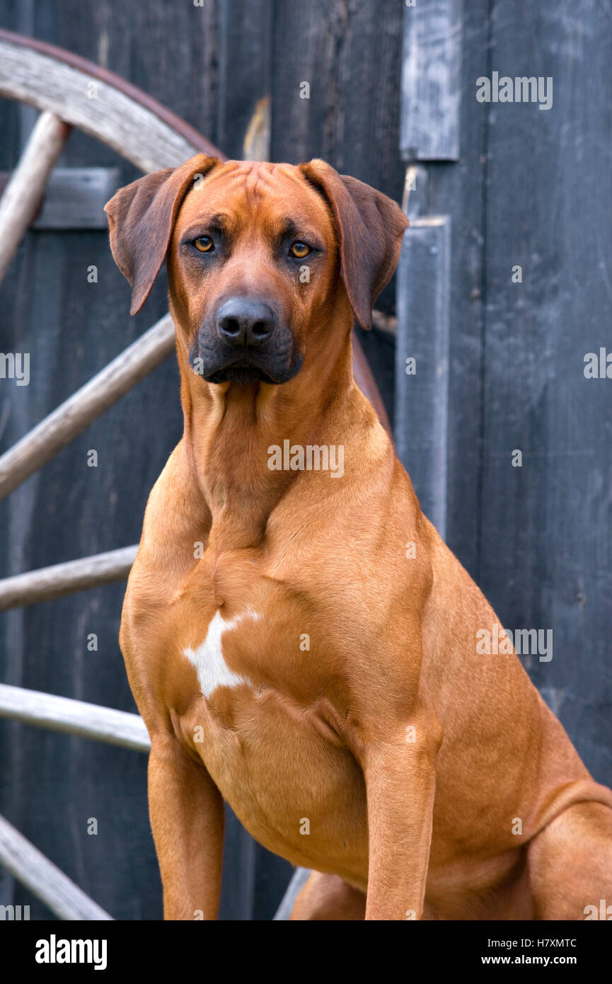 Rhodesian Ridgeback (Canis familiaris Stock Photo - Alamy