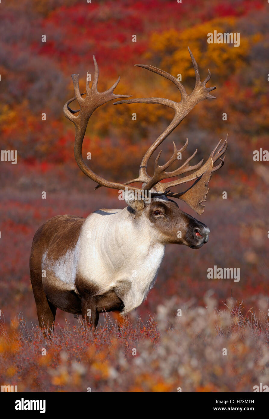 Caribou (Rangifer tarandus) bull in tundra, Alaska Stock Photo - Alamy