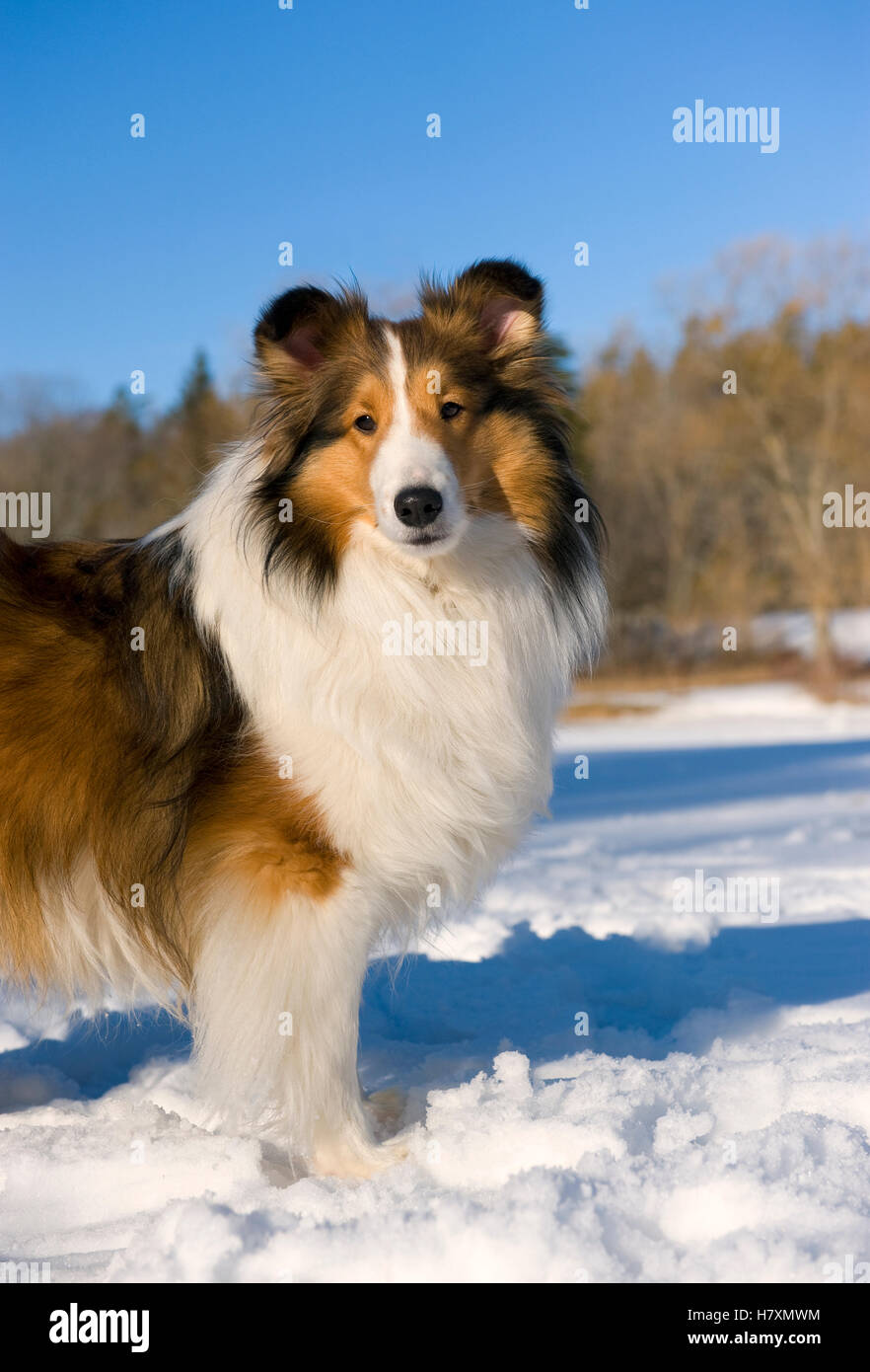 Shetland Sheepdog (Canis familiaris) in snow Stock Photo - Alamy