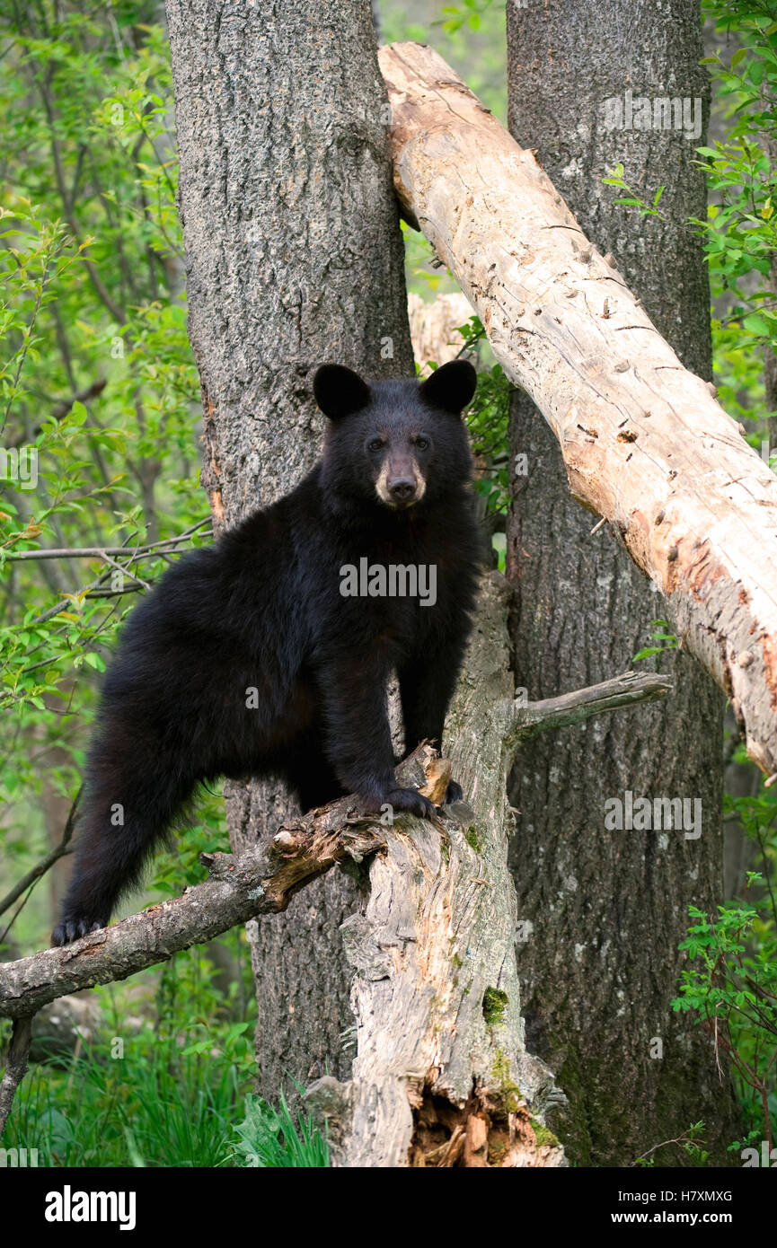Black Bear (Ursus americanus) yearling cub in tree, Alaska Stock Photo ...