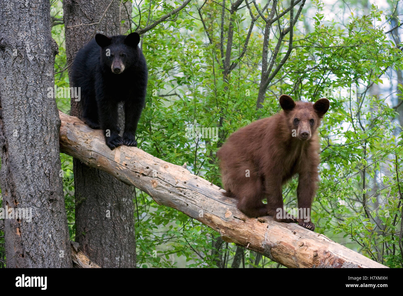 Black Bear (Ursus americanus) yearling cubs in tree, Alaska Stock Photo ...