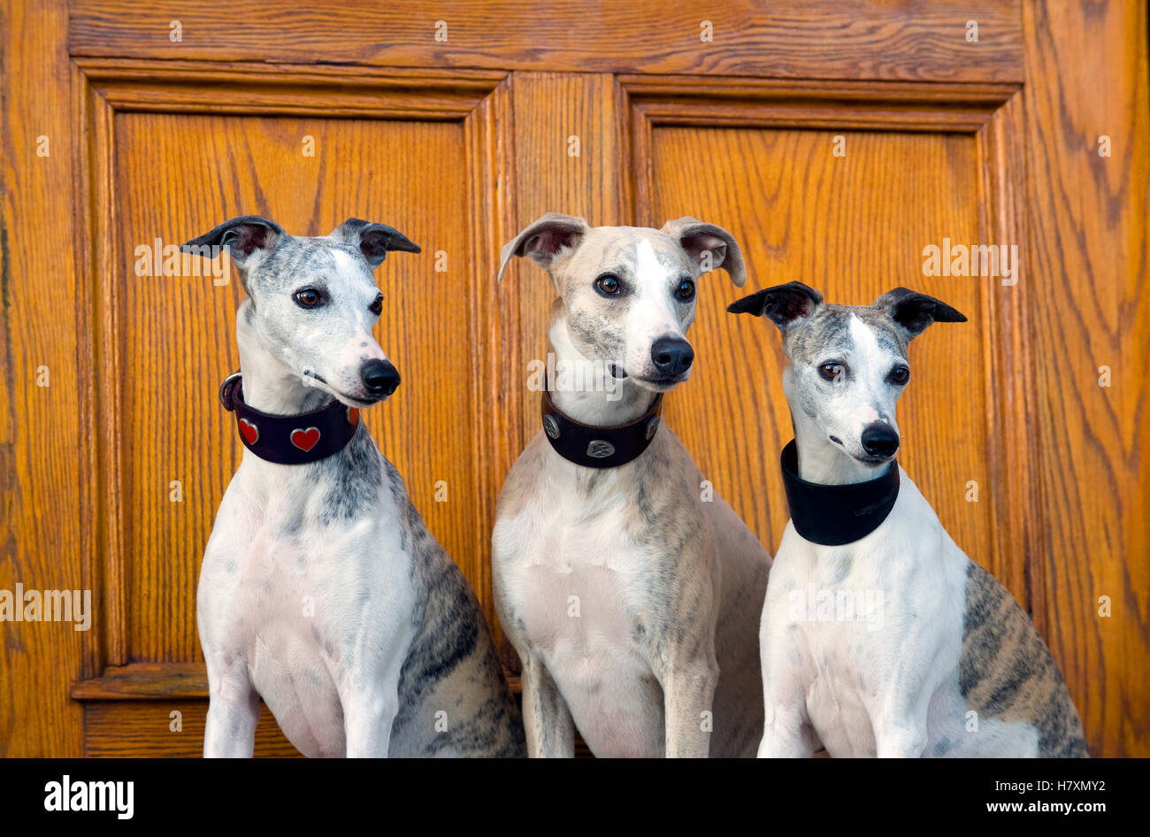 Whippet (Canis familiaris) trio Stock Photo - Alamy