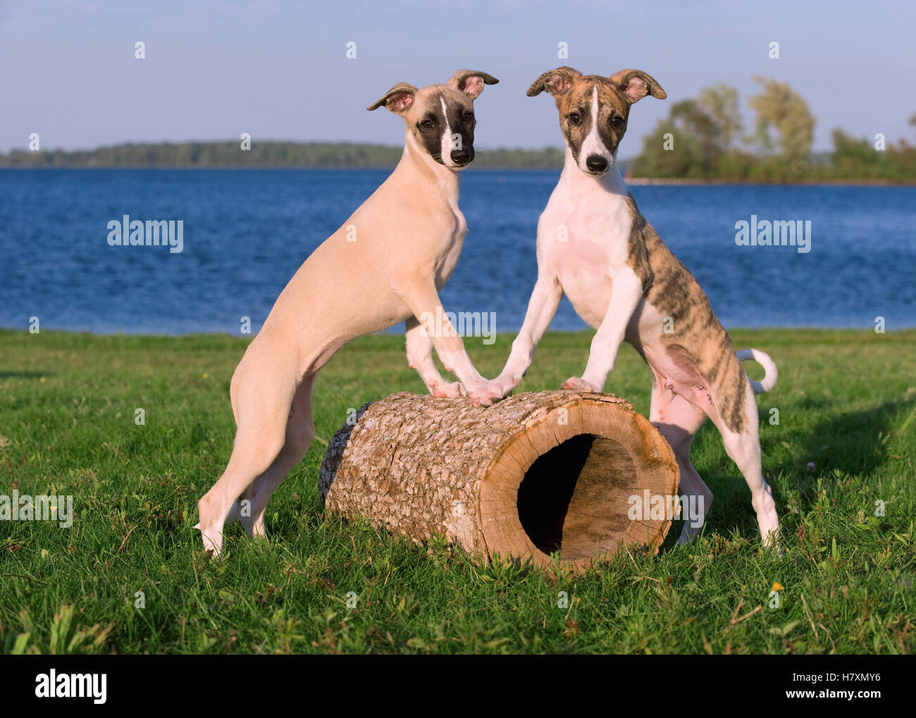 Whippet (Canis familiaris) puppies Stock Photo - Alamy
