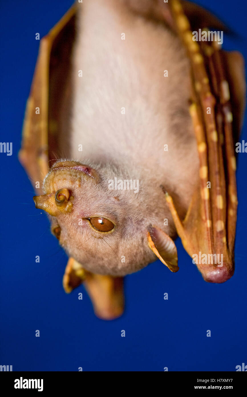 Tube-nosed Fruit Bat (Nyctimene sp) roosting, Muller Range, Papua New ...
